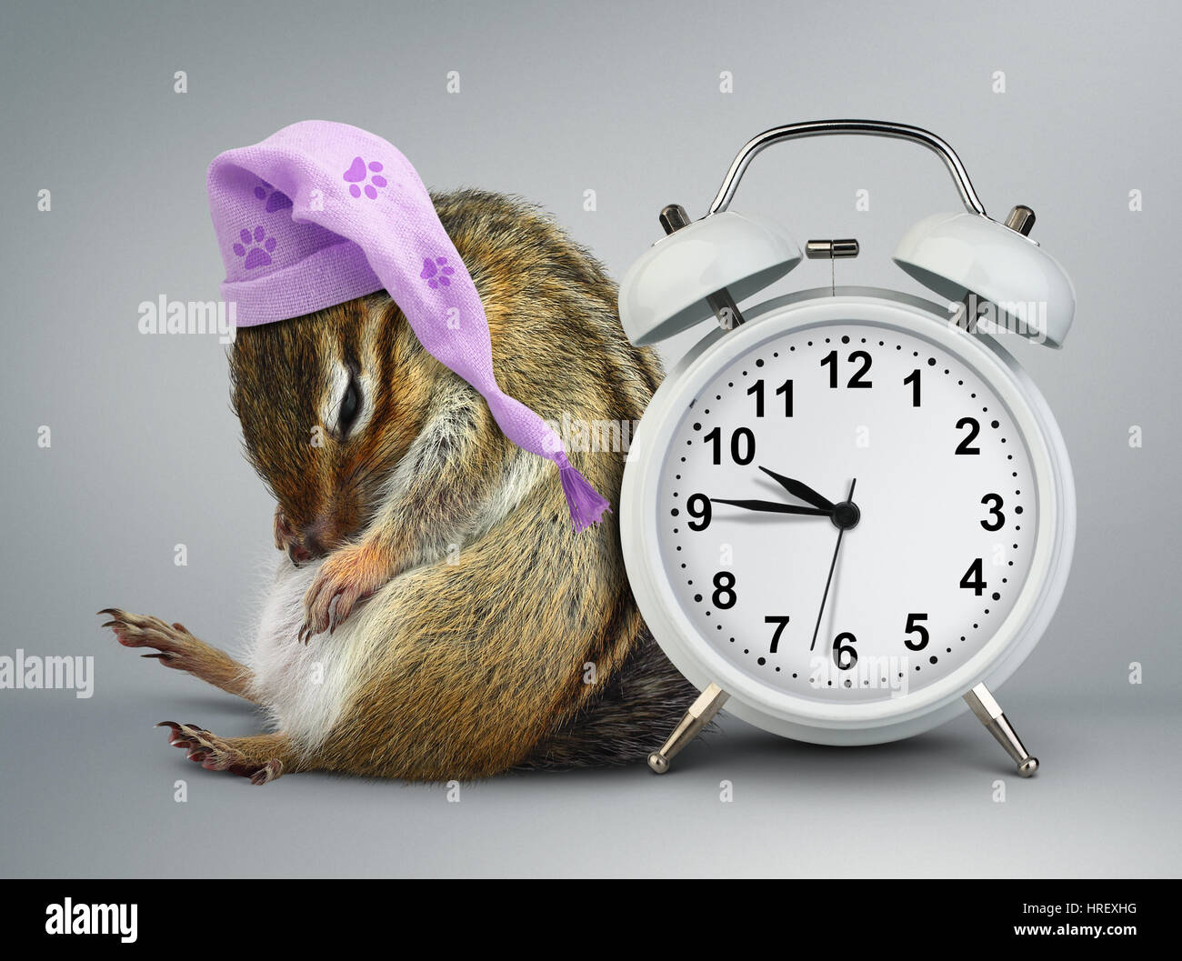 Animal sleeping alarm clock hi-res stock photography and images - Alamy