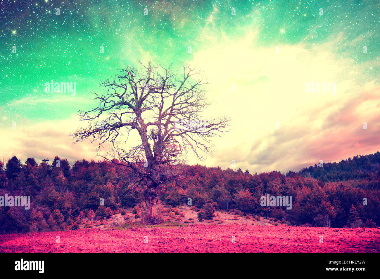 red alien landscape with alone tree over the night sky with many stars ...