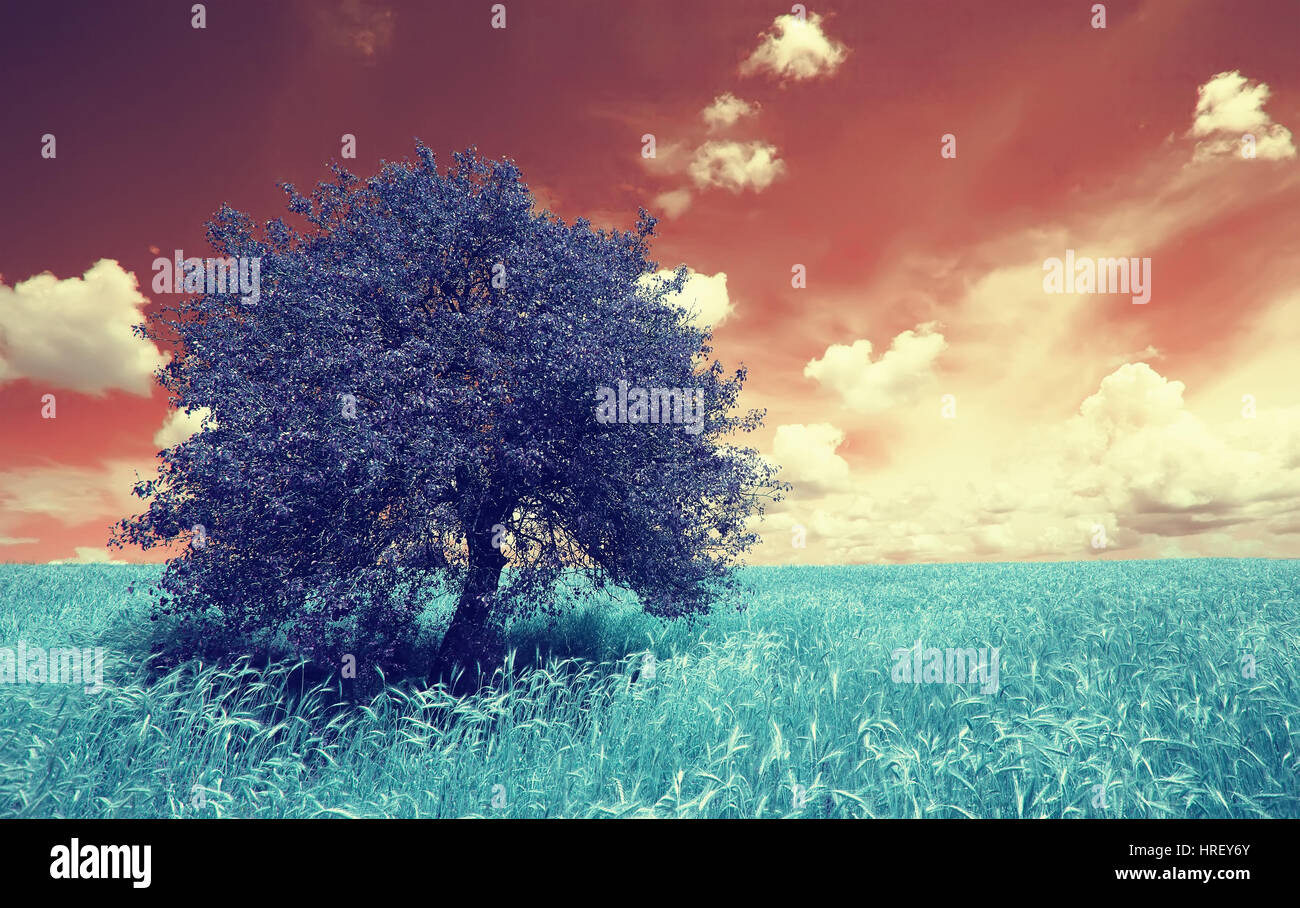 infrared landscape with alone tree in the field Stock Photo - Alamy