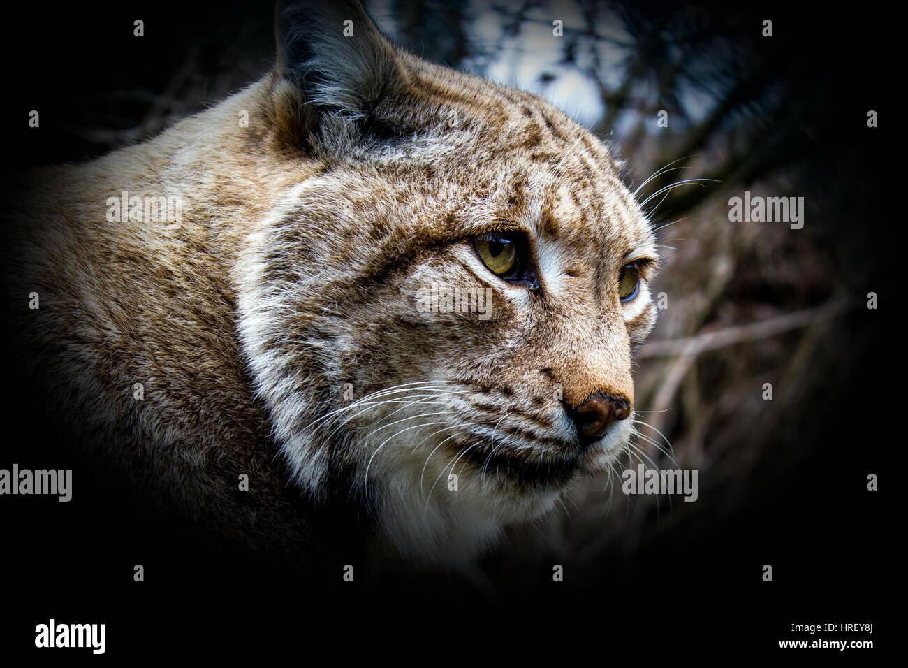 Luchs hi-res stock photography and images - Alamy