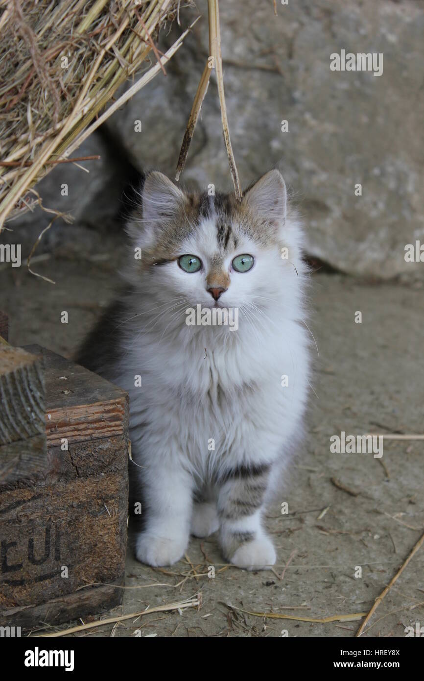 little young cat Stock Photo - Alamy