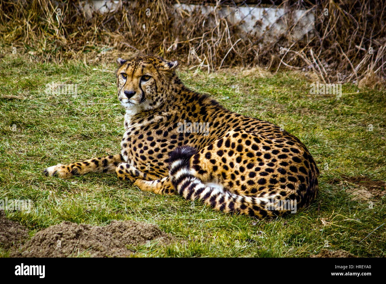 Tiling portrait hi-res stock photography and images - Alamy