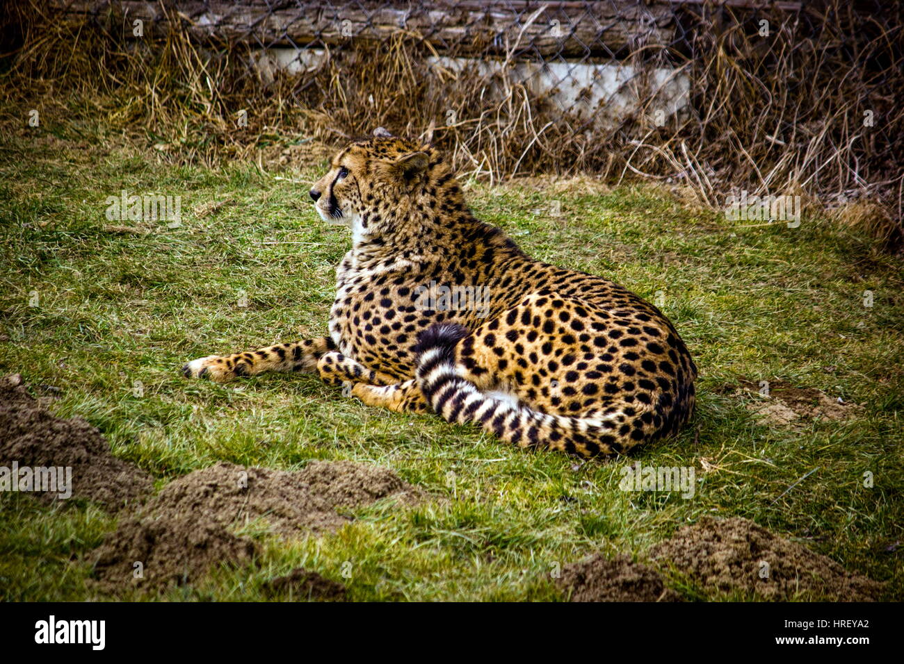 Tiling portrait hi-res stock photography and images - Alamy