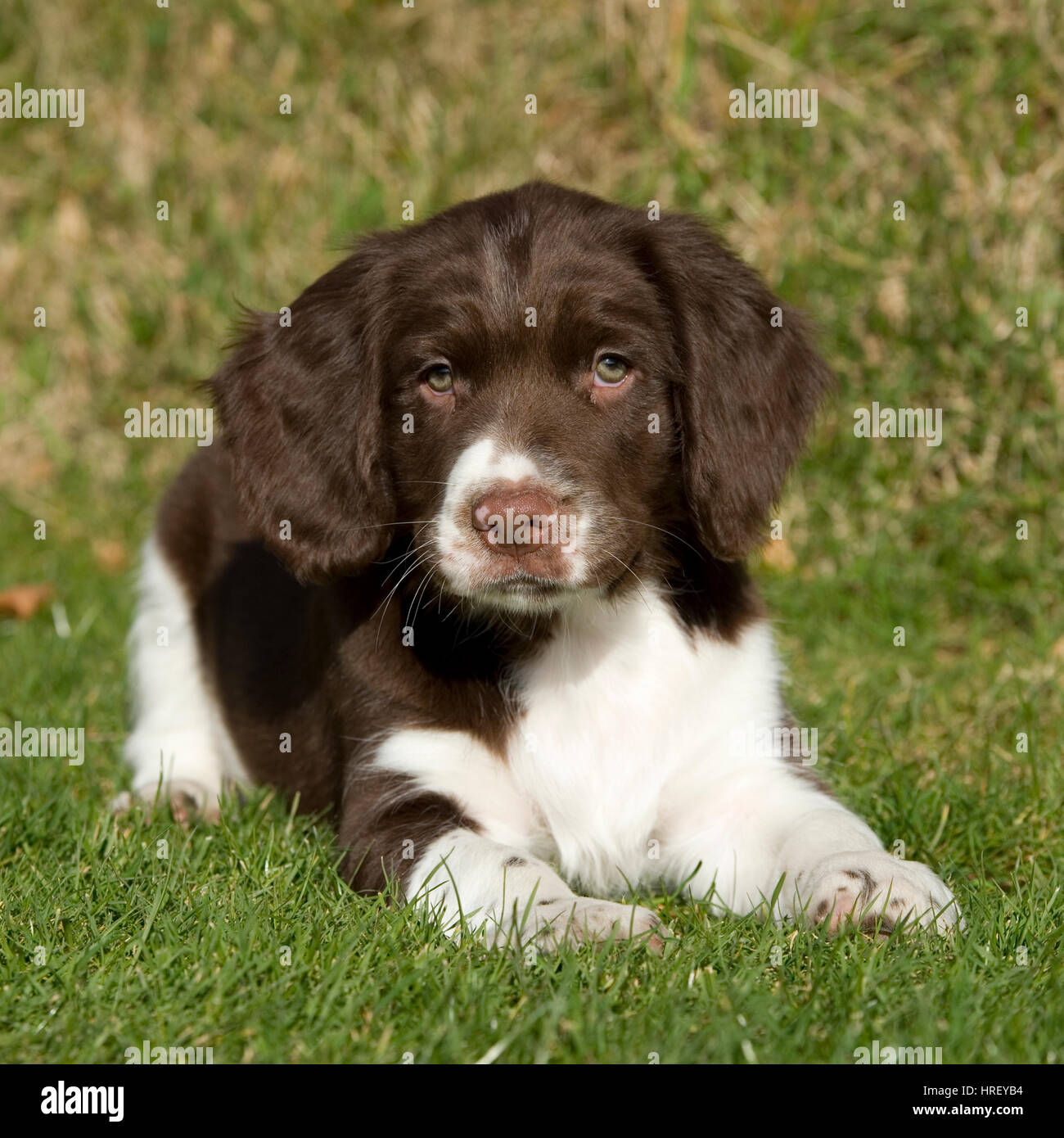 English Springer Spaniel Puppy High Resolution Stock Photography and ...