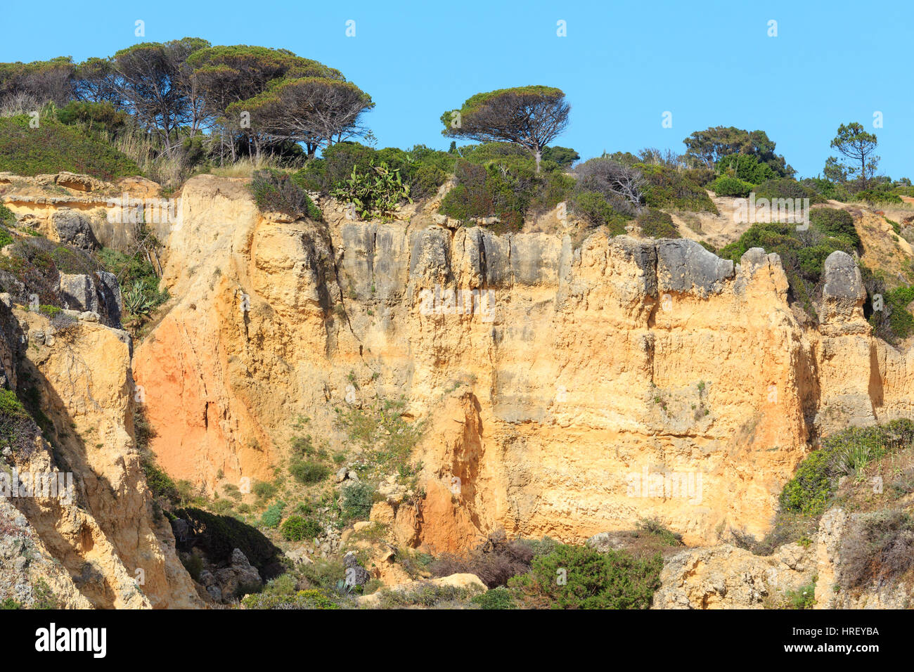 Cliff with conifer trees on top. Summer Atlantic shore view (Algarve ...