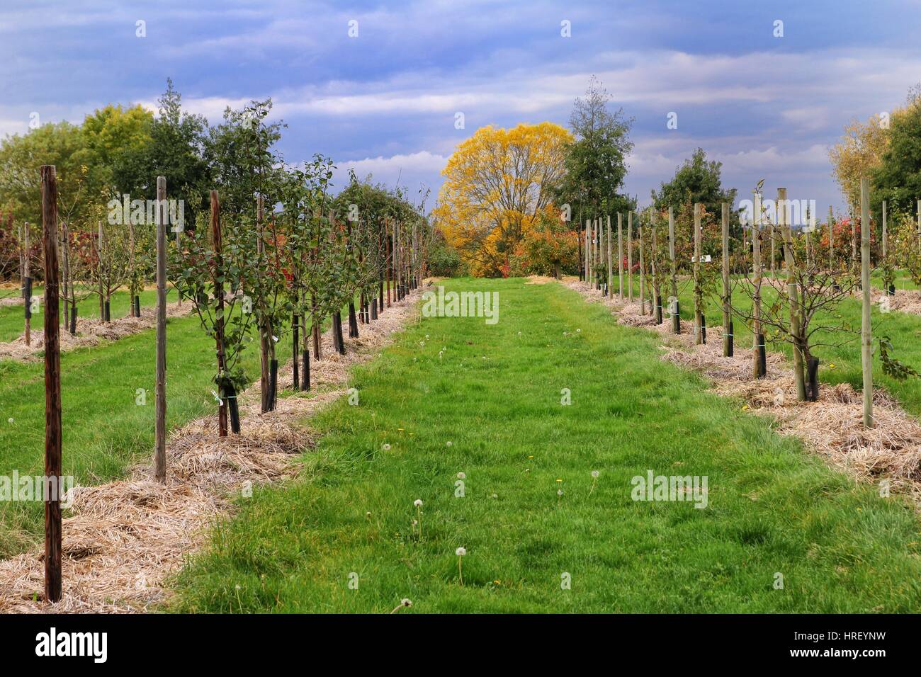 Mulch fruit trees hi-res stock photography and images - Alamy