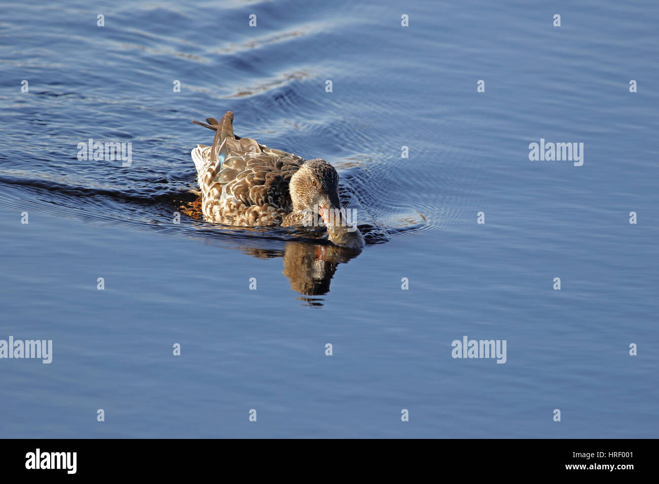 Female shoveler duck Latin name anas clypeata family anatidae shoveling ...