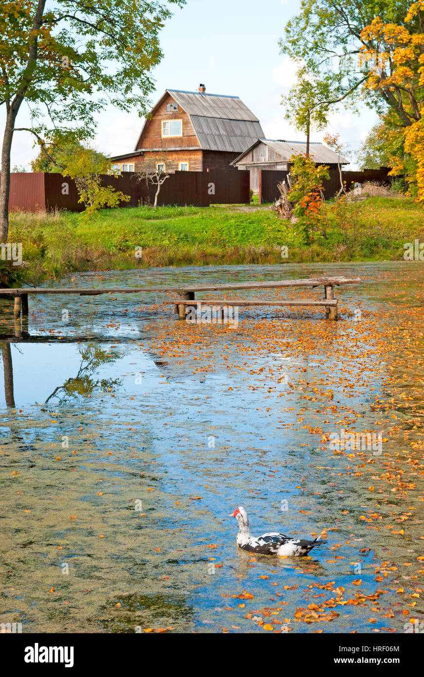 Muscovy pond hi-res stock photography and images - Alamy
