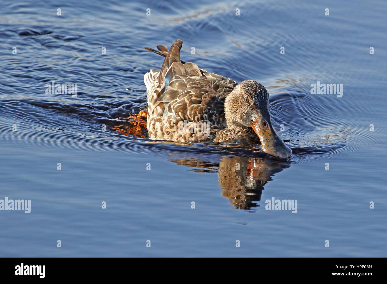 Female shoveler duck hi-res stock photography and images - Alamy