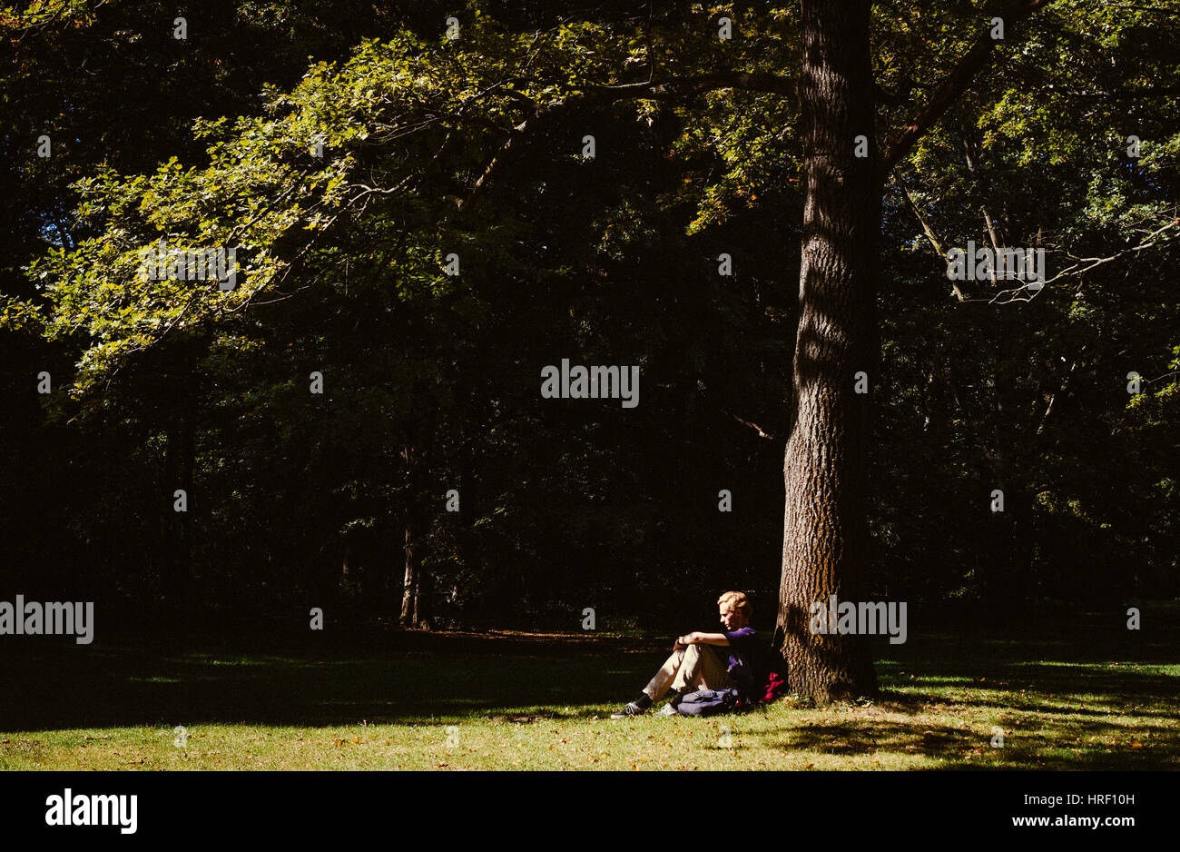 A man reading under a tree in the Tiergarten, Berlin, Germany Stock ...