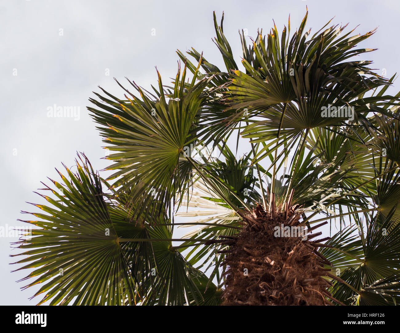 Palm tree from below perspective in midday light Stock Photo - Alamy