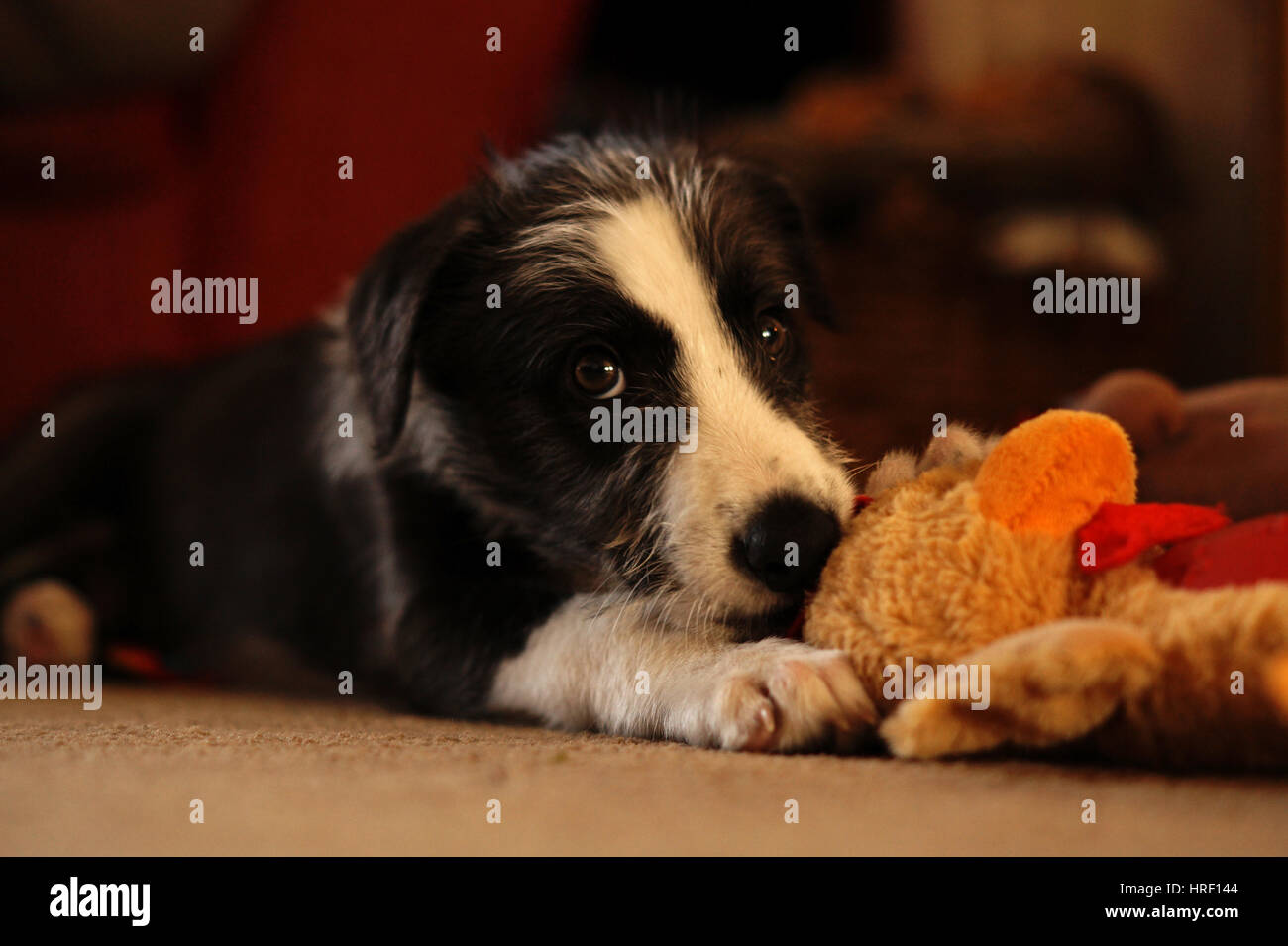 Puppy Photos, Wolfhound Collie Mix Stock Photo - Alamy