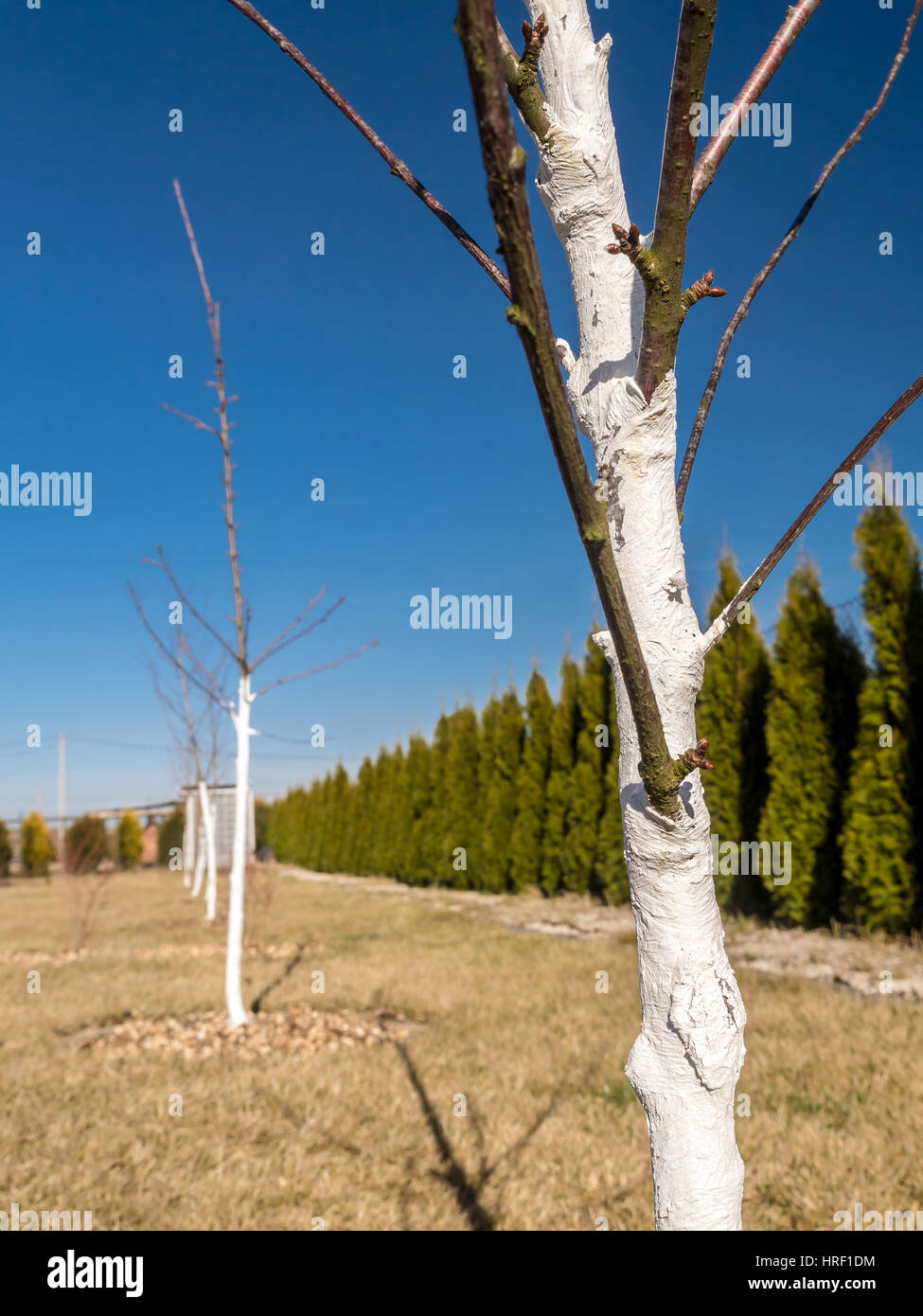 Whitewashed orchard hi-res stock photography and images - Alamy