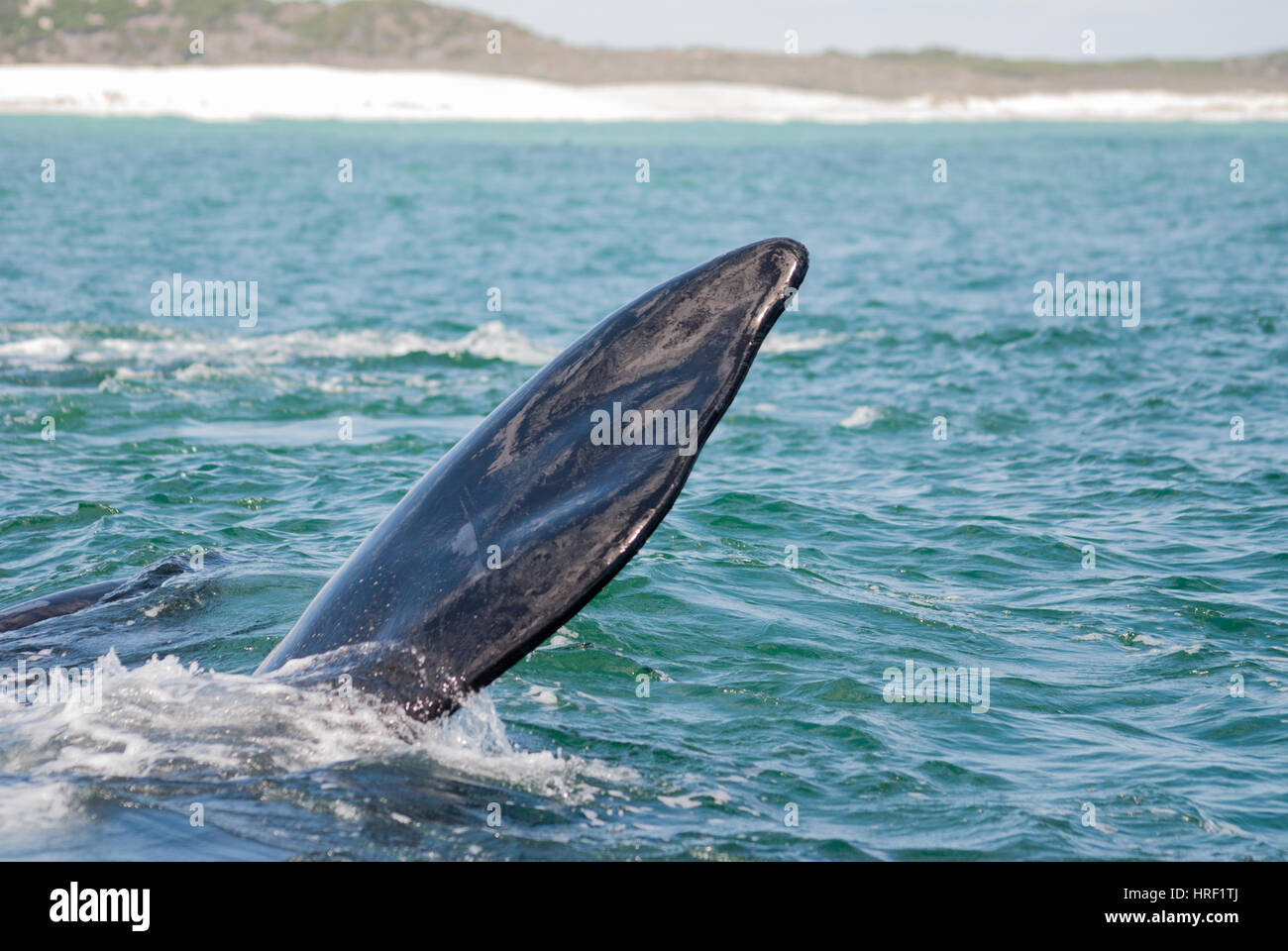 A southern right whale lifts it's flipper out of the water in Gansbaai ...