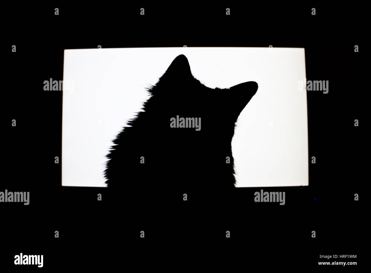 Animal computer monitor hi-res stock photography and images - Alamy