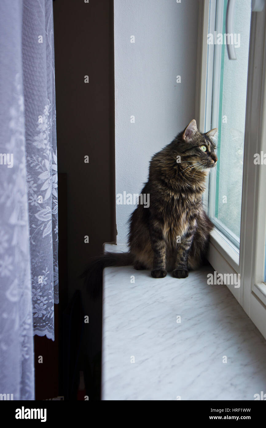 domestic cat sitting by the window Stock Photo - Alamy