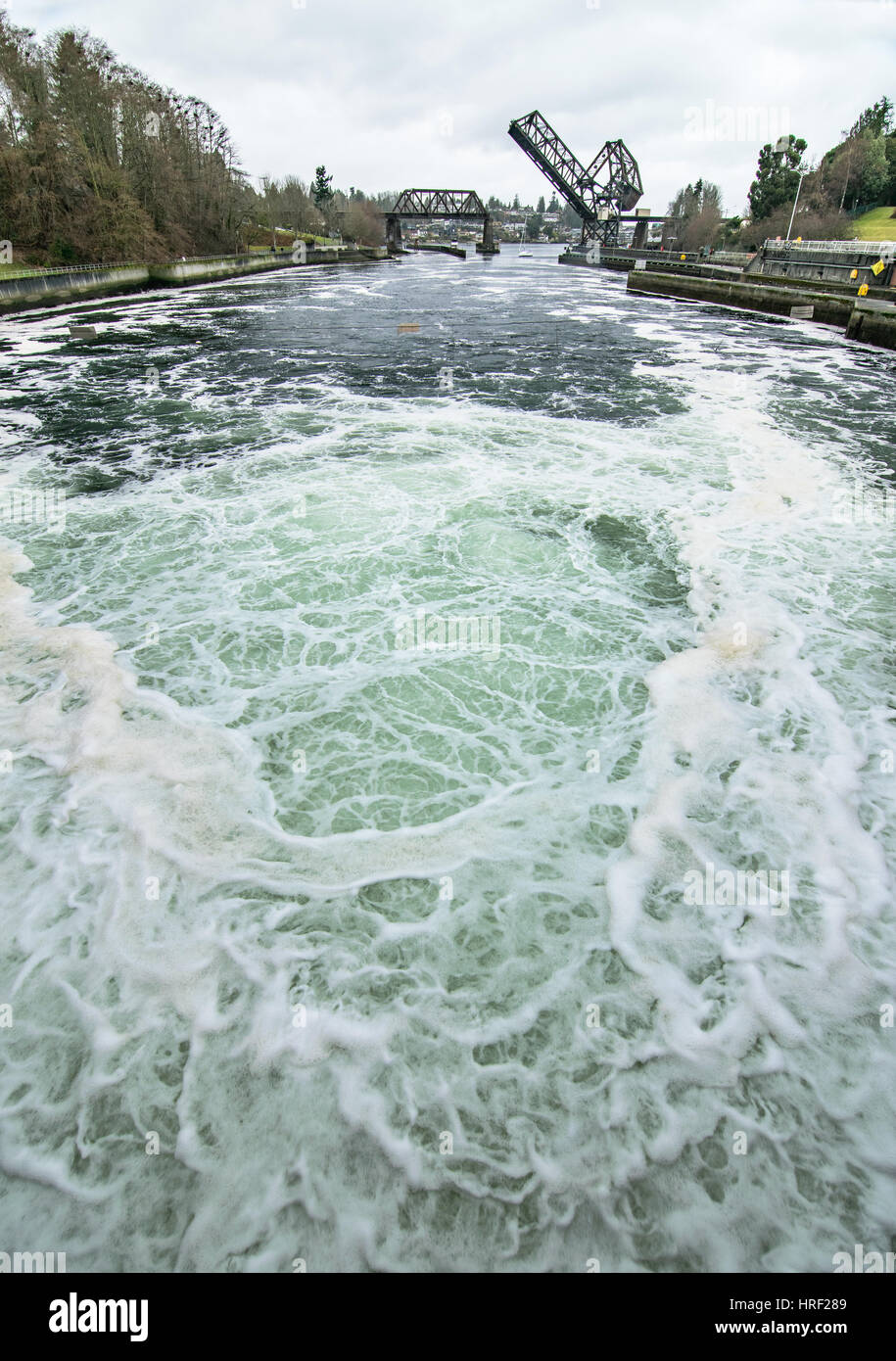 Sockeye salmon fish ladder hi-res stock photography and images - Alamy
