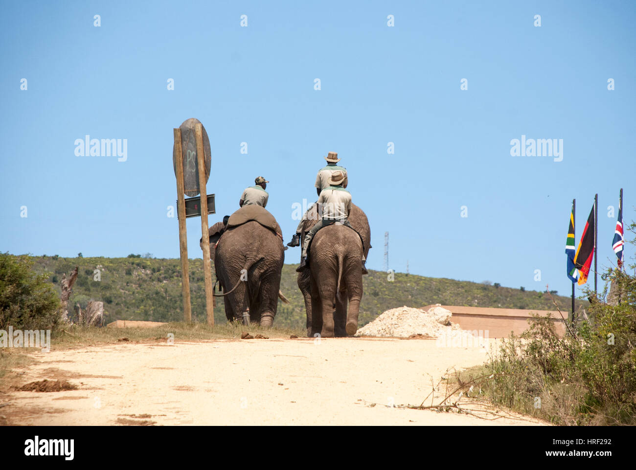 Elephants being ridden by their keepers in a safari park in South ...