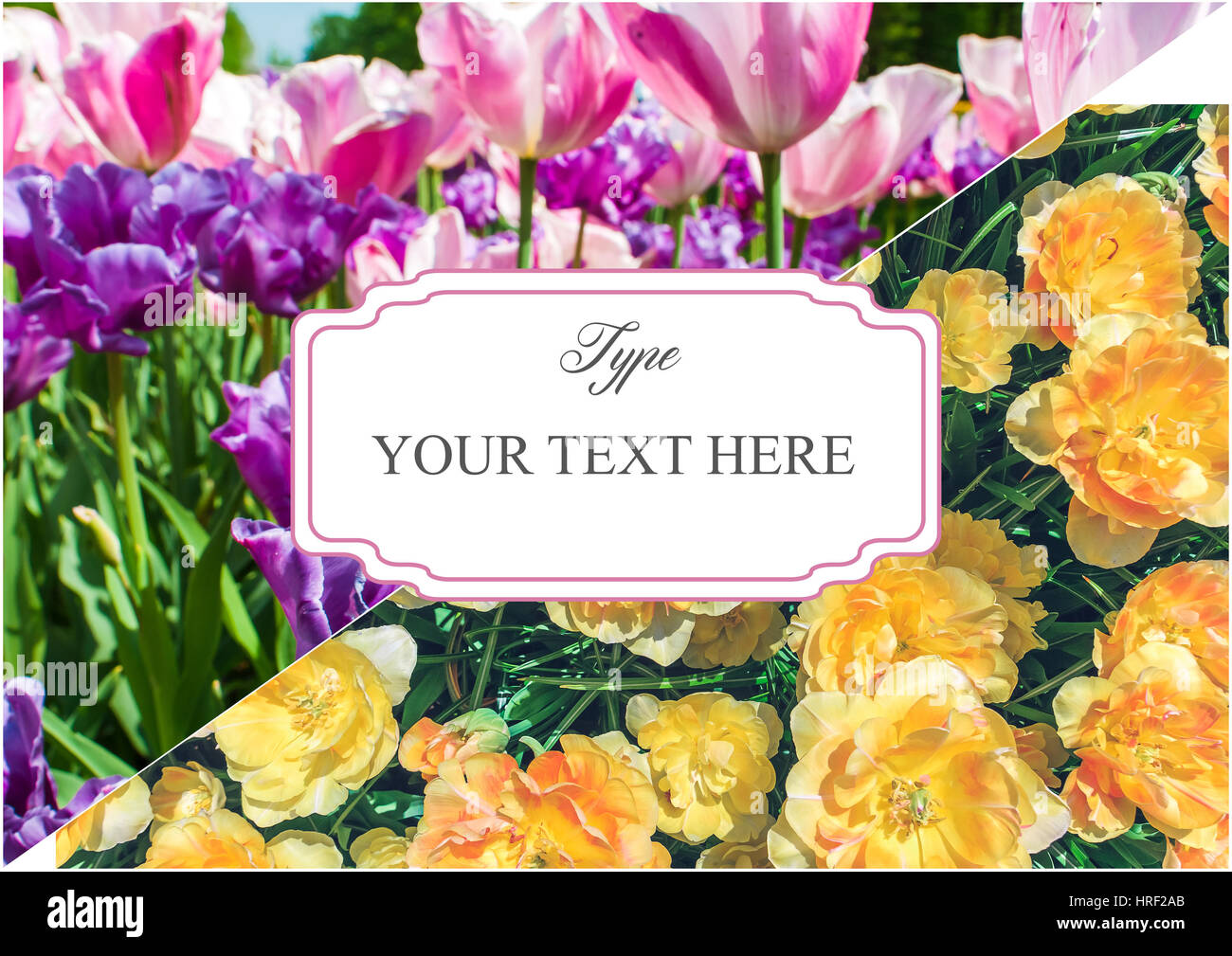 Tulip fields collage of different colored tulips Stock Photo - Alamy