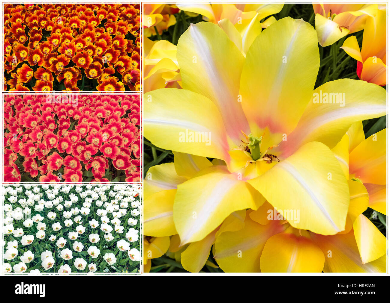 Tulip fields collage of different colored tulips Stock Photo - Alamy