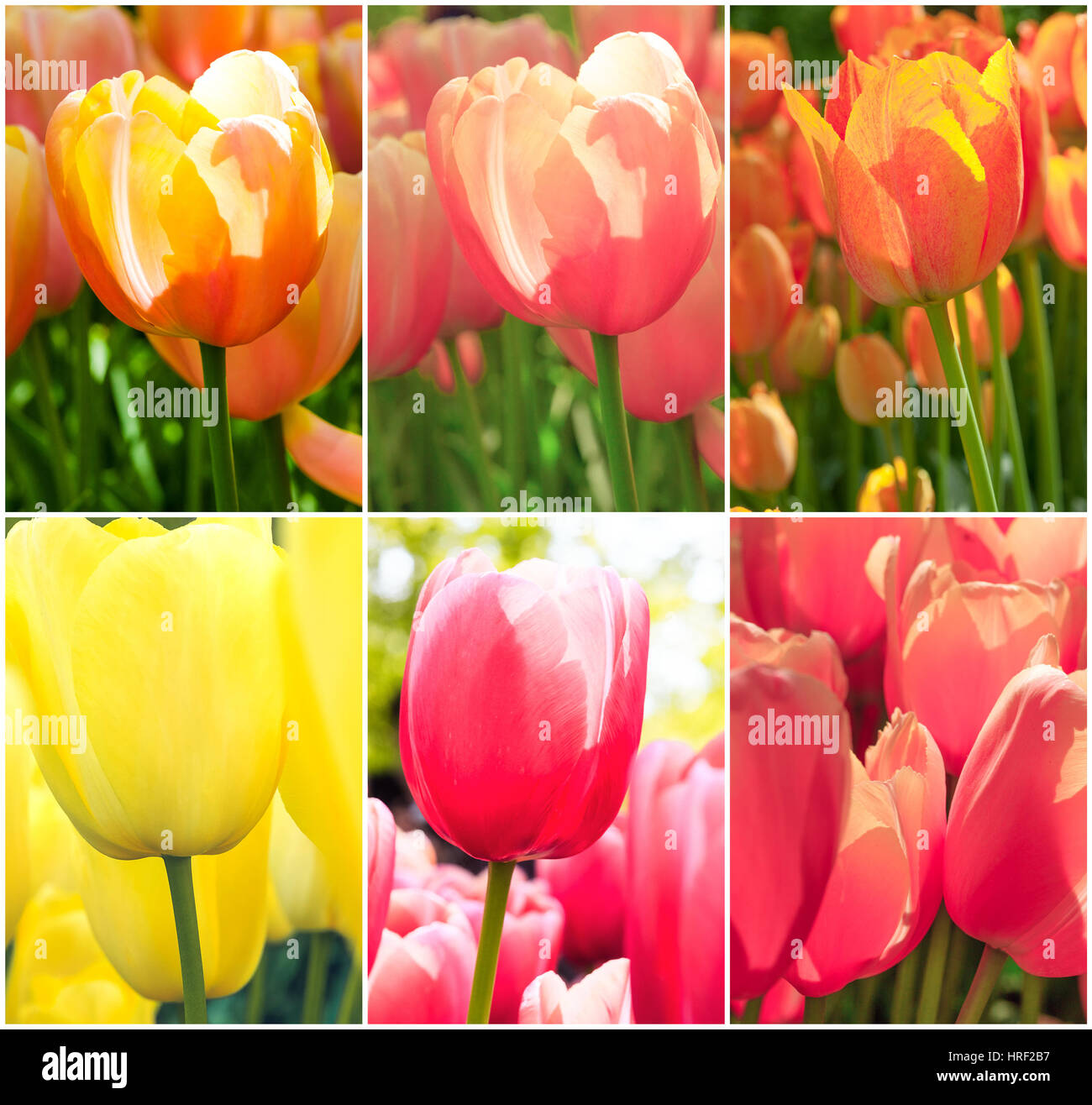 Tulip fields collage of different colored tulips Stock Photo - Alamy