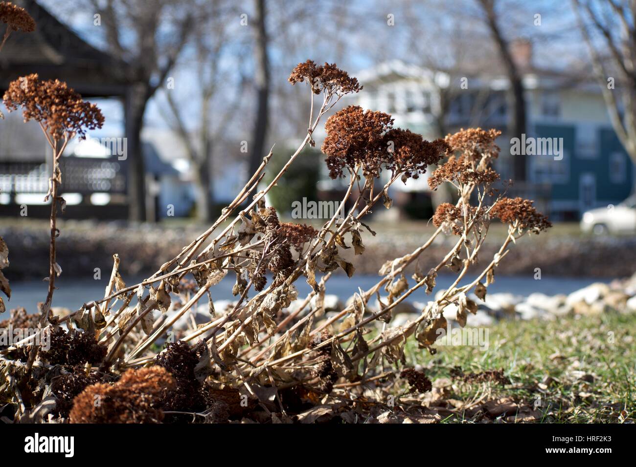 Dead plants hi-res stock photography and images - Alamy