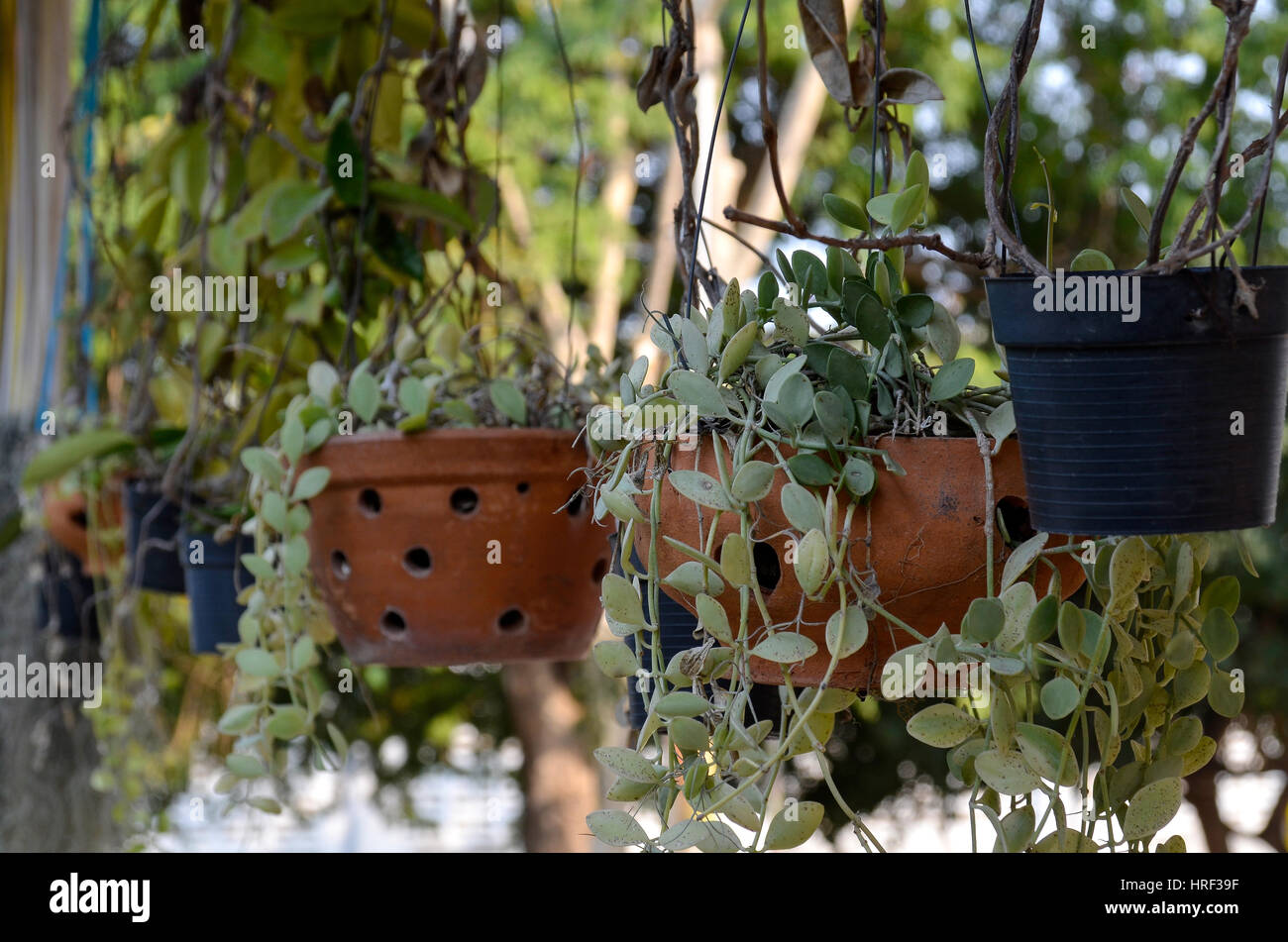 sedum in a hanging basket Stock Photo - Alamy