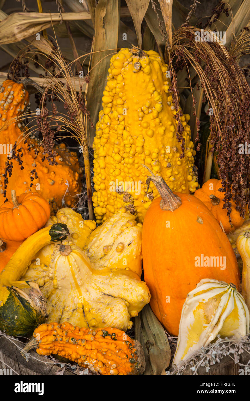 A gourd and pumpkin fall display in downtown Wooster, Ohio, USA Stock ...