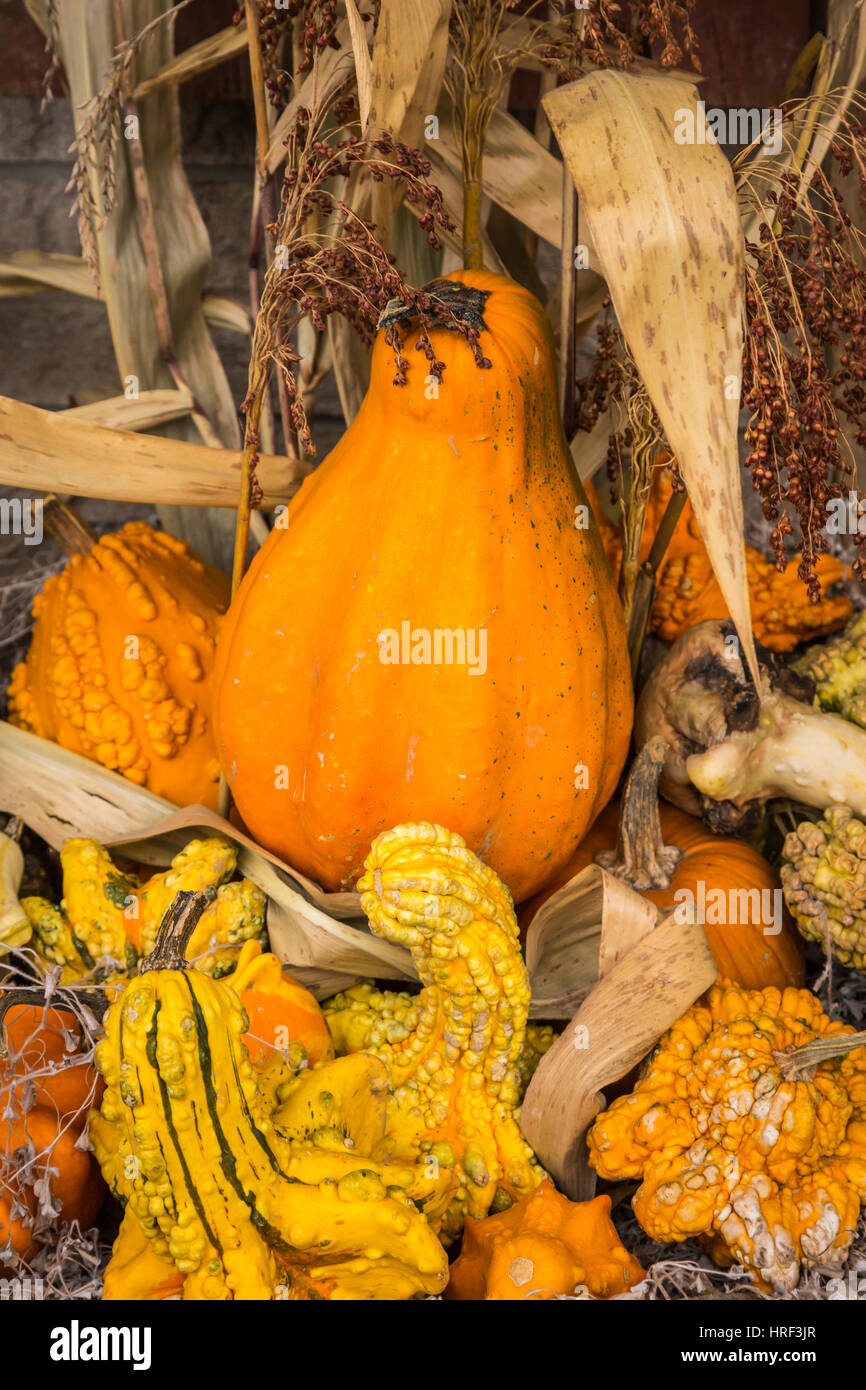 A gourd and pumpkin fall display in downtown Wooster, Ohio, USA Stock ...