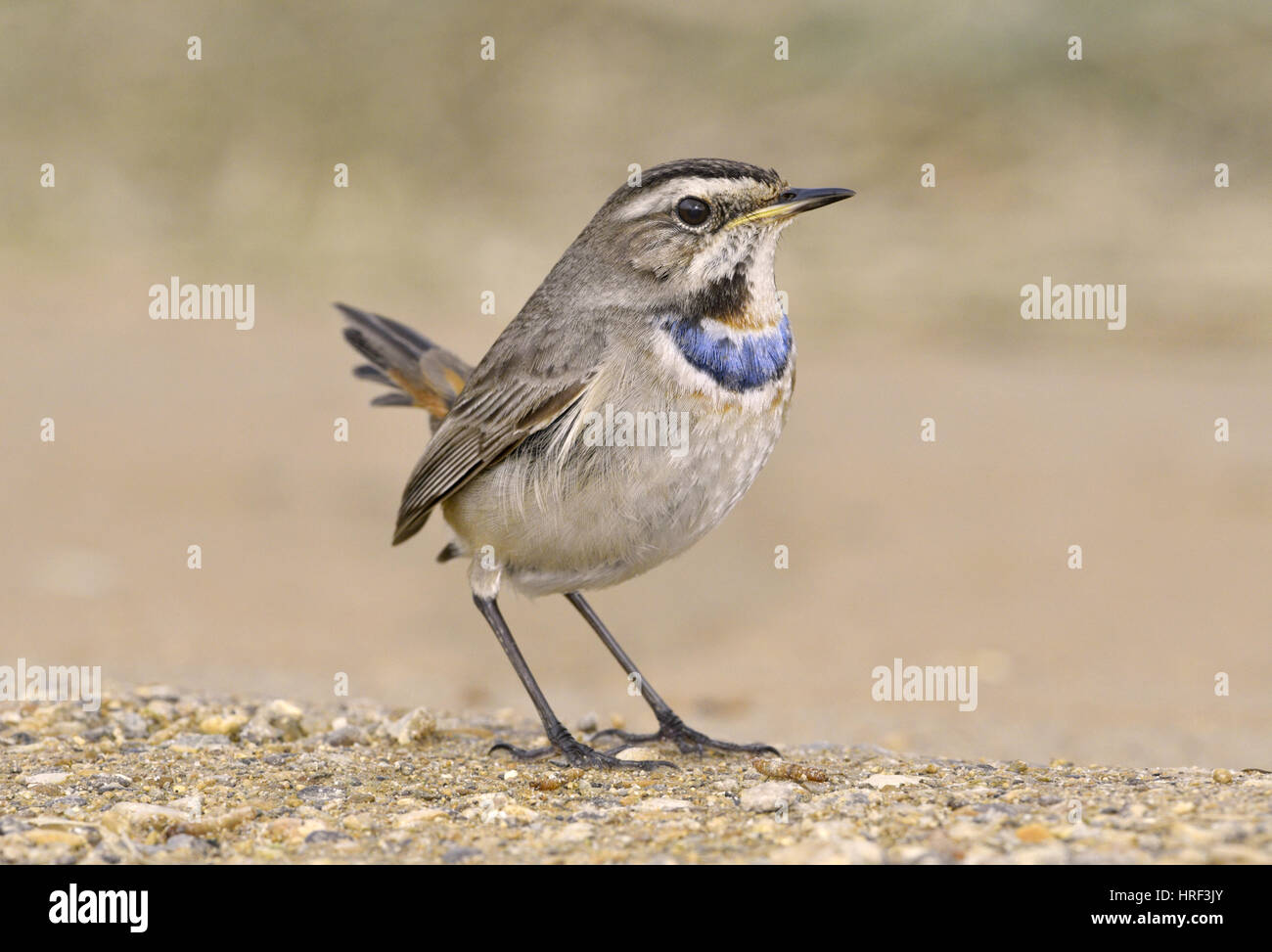 Bluethroat - Luscinia svecica Stock Photo - Alamy