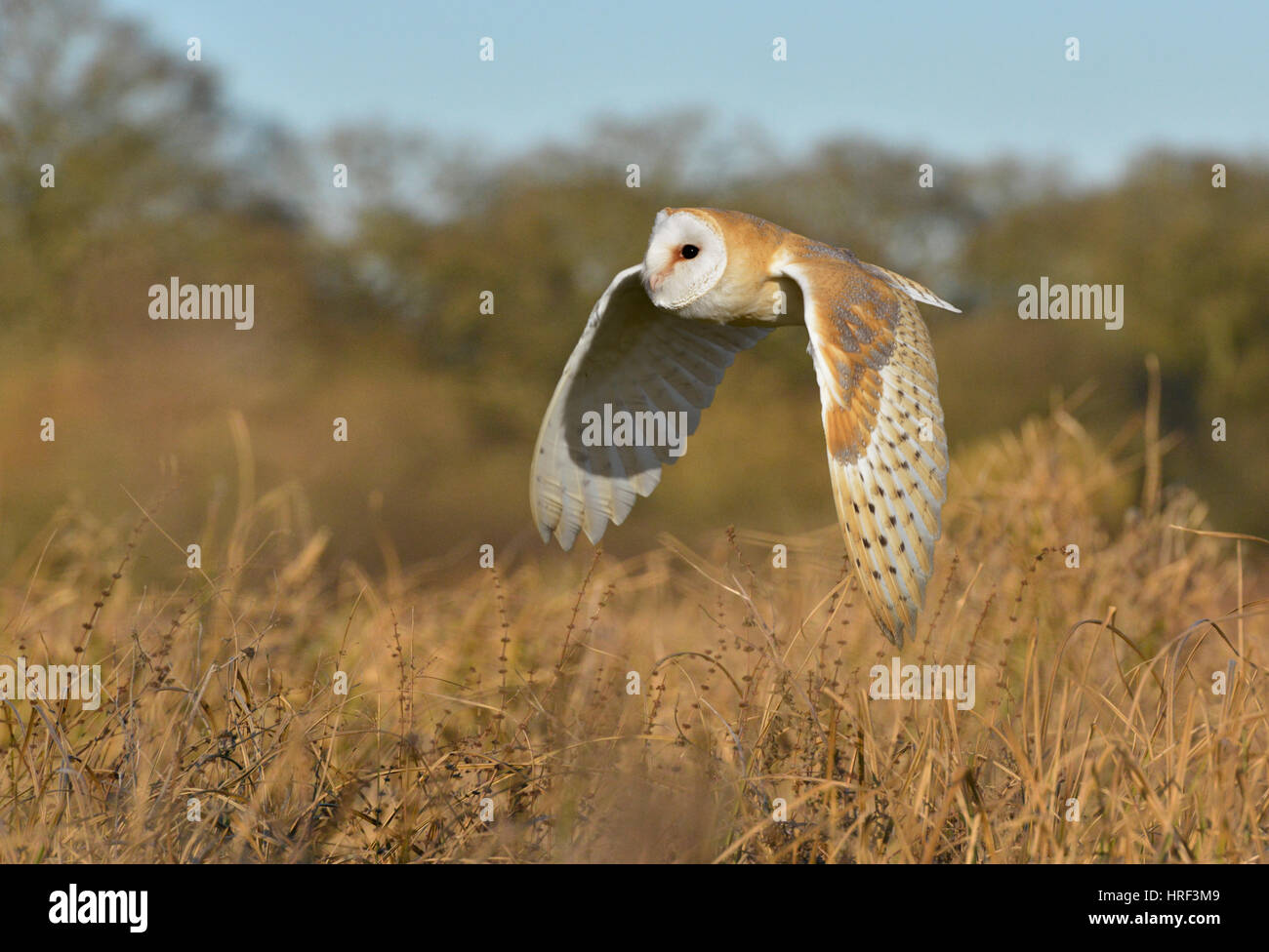 Barn Owl - Tyto alba Stock Photo - Alamy