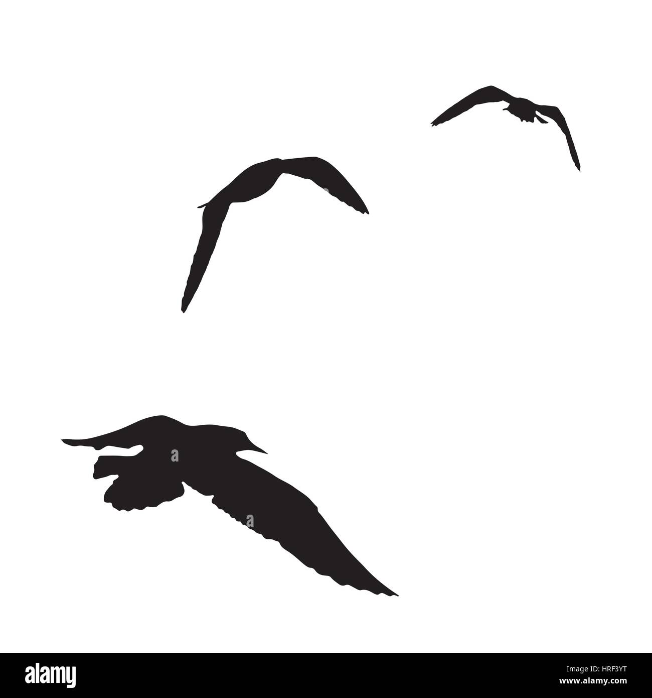 Vector set - seagull silhouette on white background collection Stock ...