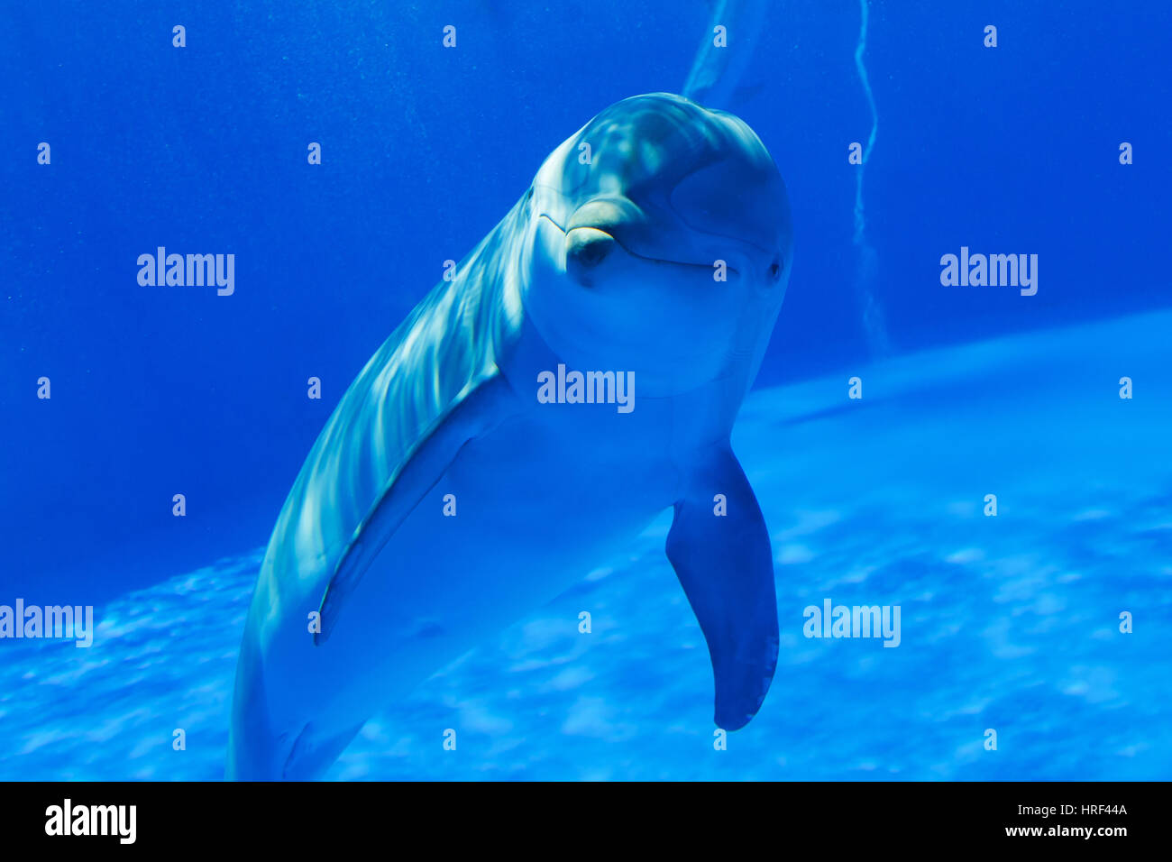 Dolphin star hi-res stock photography and images - Alamy