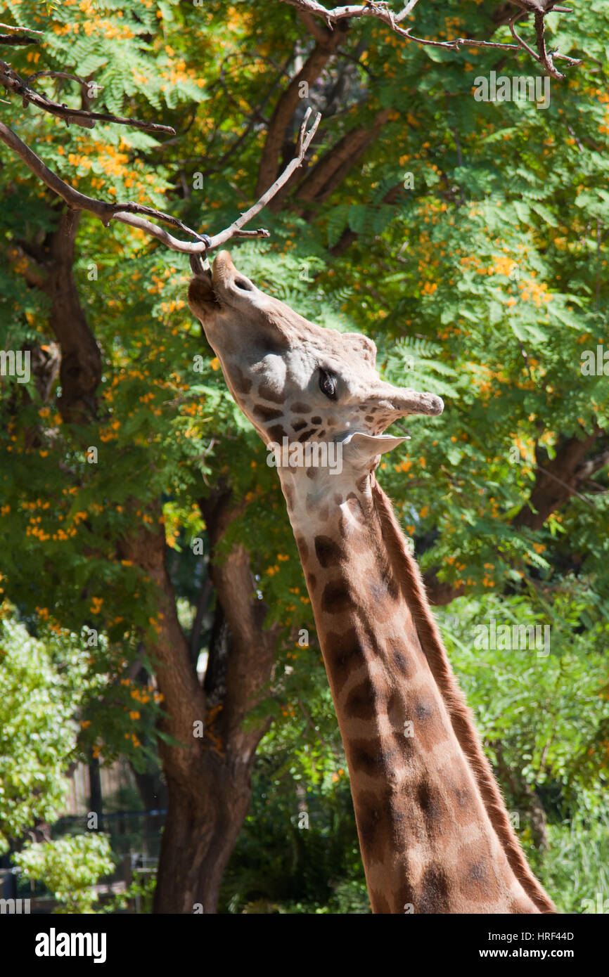giraffe is hooking tree branch with tongue Stock Photo - Alamy