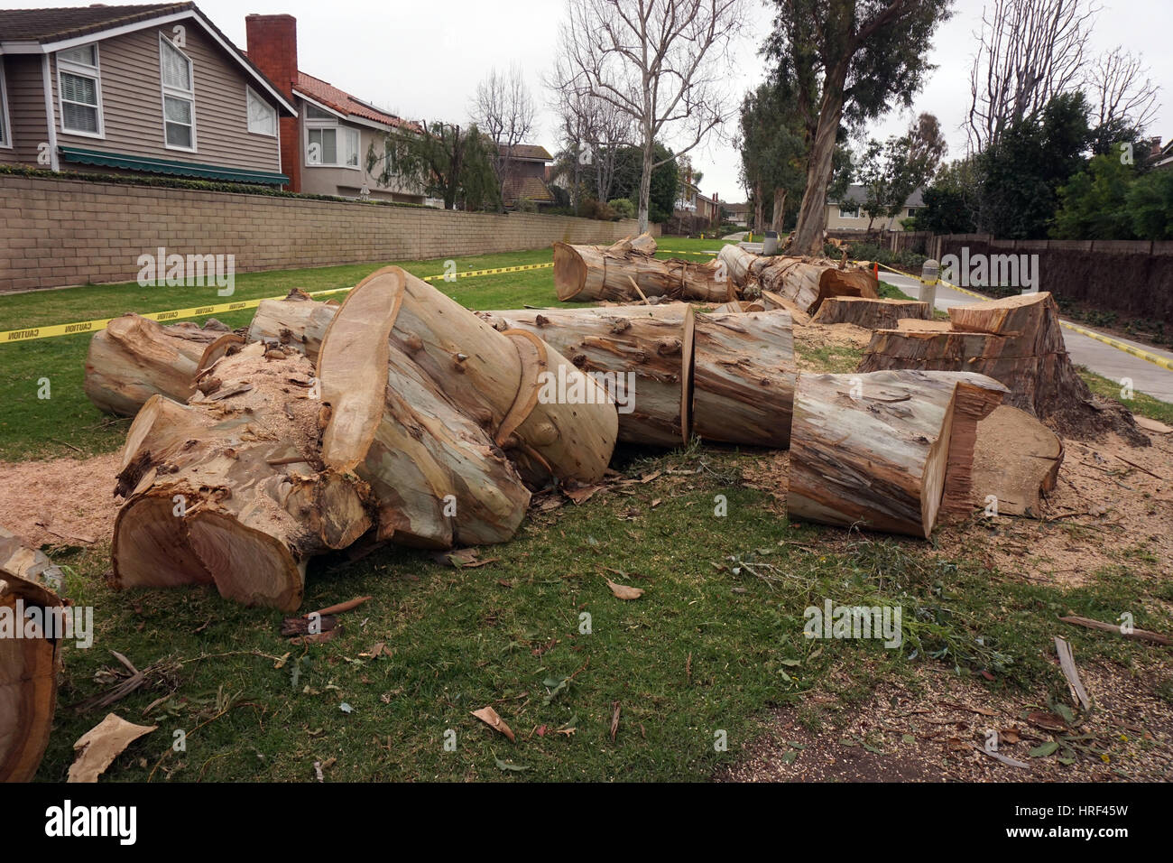 Logs From Trees High Resolution Stock Photography and Images - Alamy