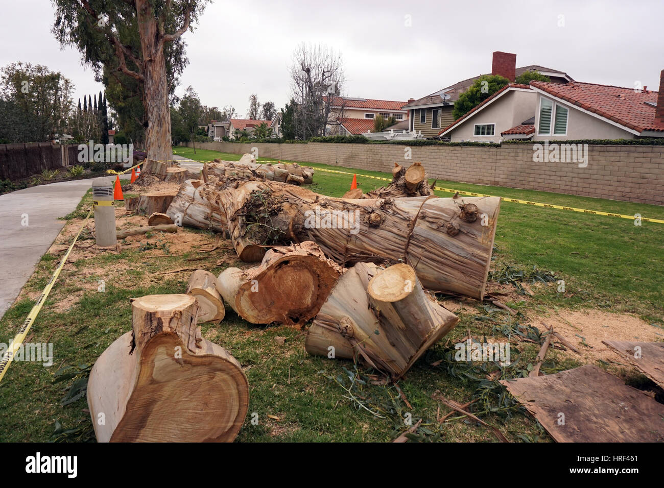 Storm damage to trees hi-res stock photography and images - Alamy