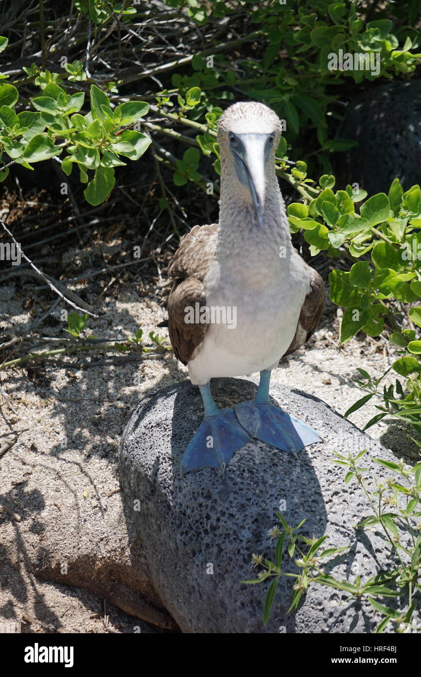 Blue footed booby bird hi-res stock photography and images - Alamy