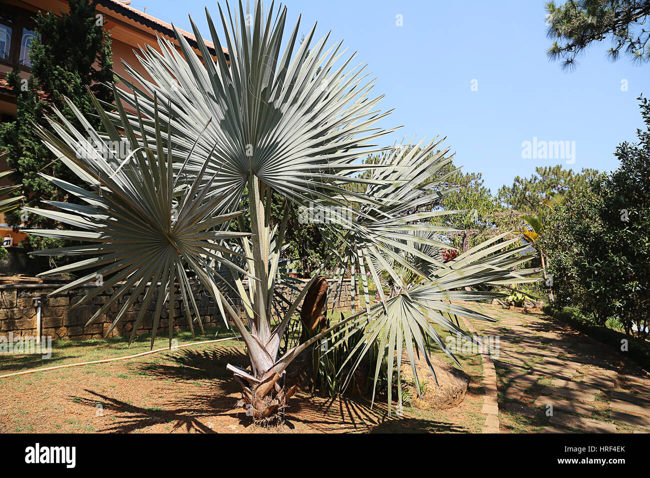 Unusual bushes in the city centre Stock Photo - Alamy