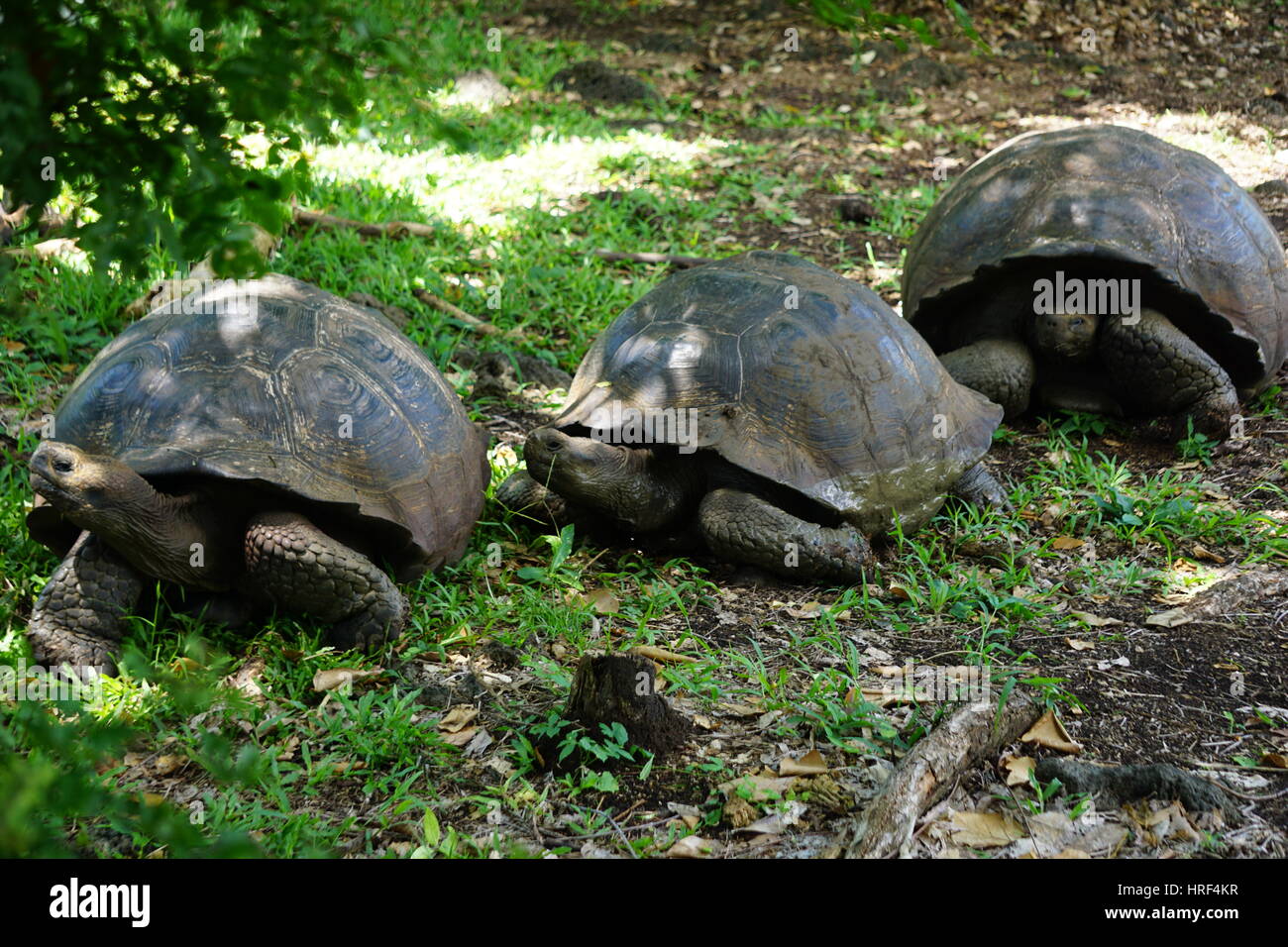 Galapagos tortoises claws hi-res stock photography and images - Alamy