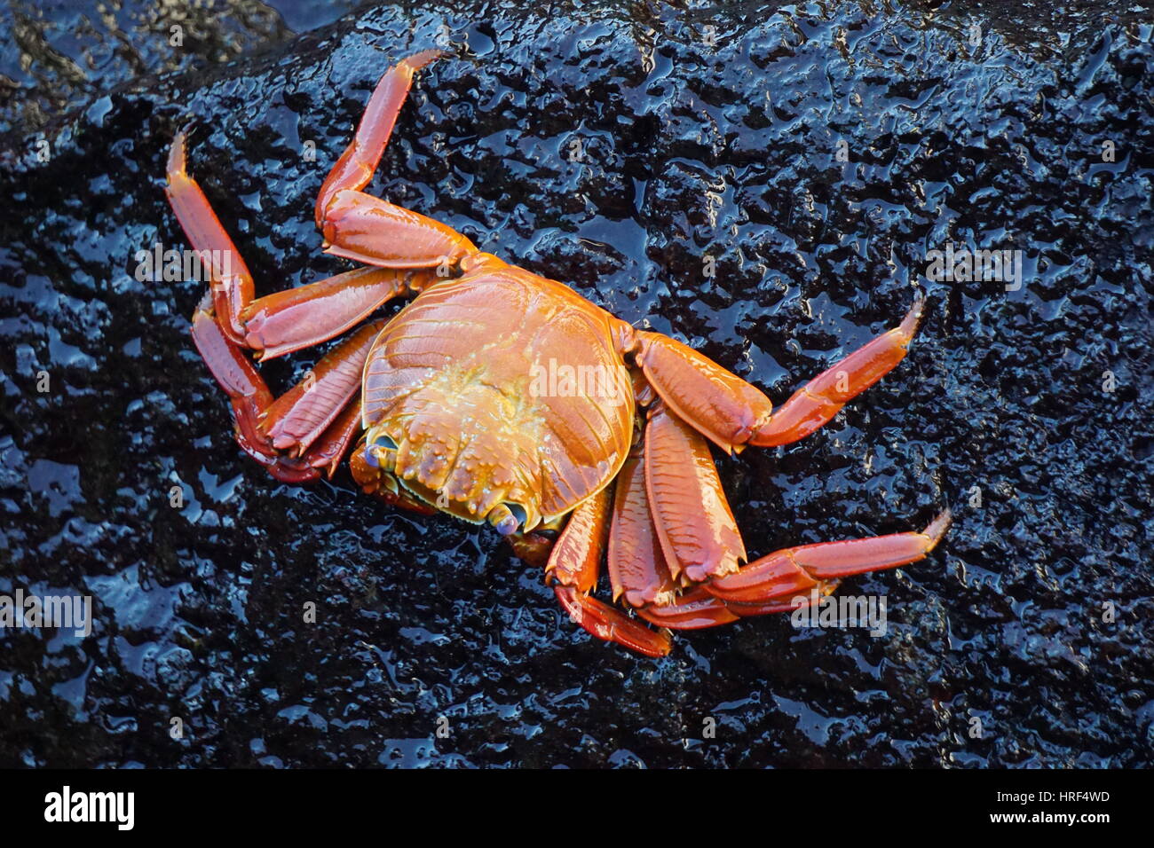 Sally Lightfoot Crab (Grapsus Grapsus Stock Photo - Alamy