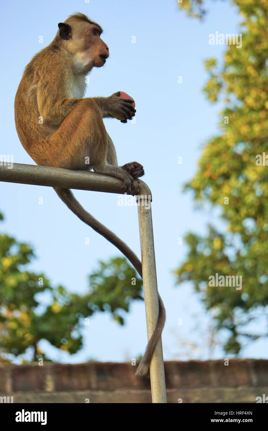 Sinhala Comments Monkey