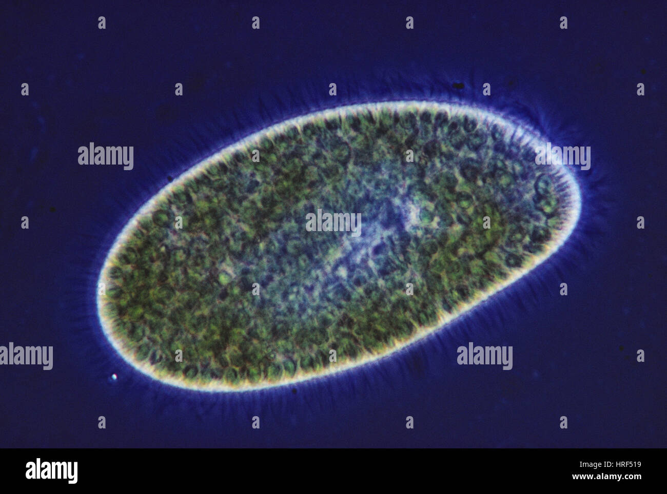 Paramecium cilia hi-res stock photography and images - Alamy