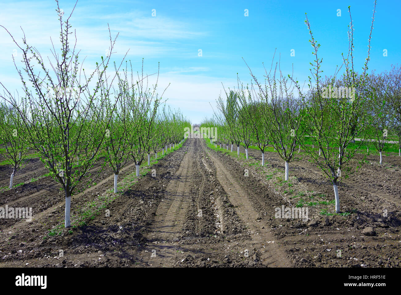 Spring cherry garden and blue sky Stock Photo - Alamy