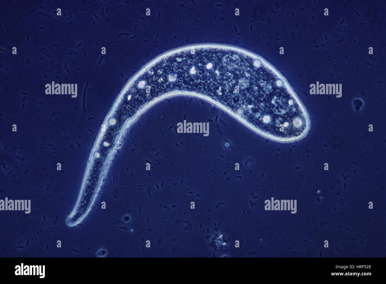 Dileptus hi-res stock photography and images - Alamy