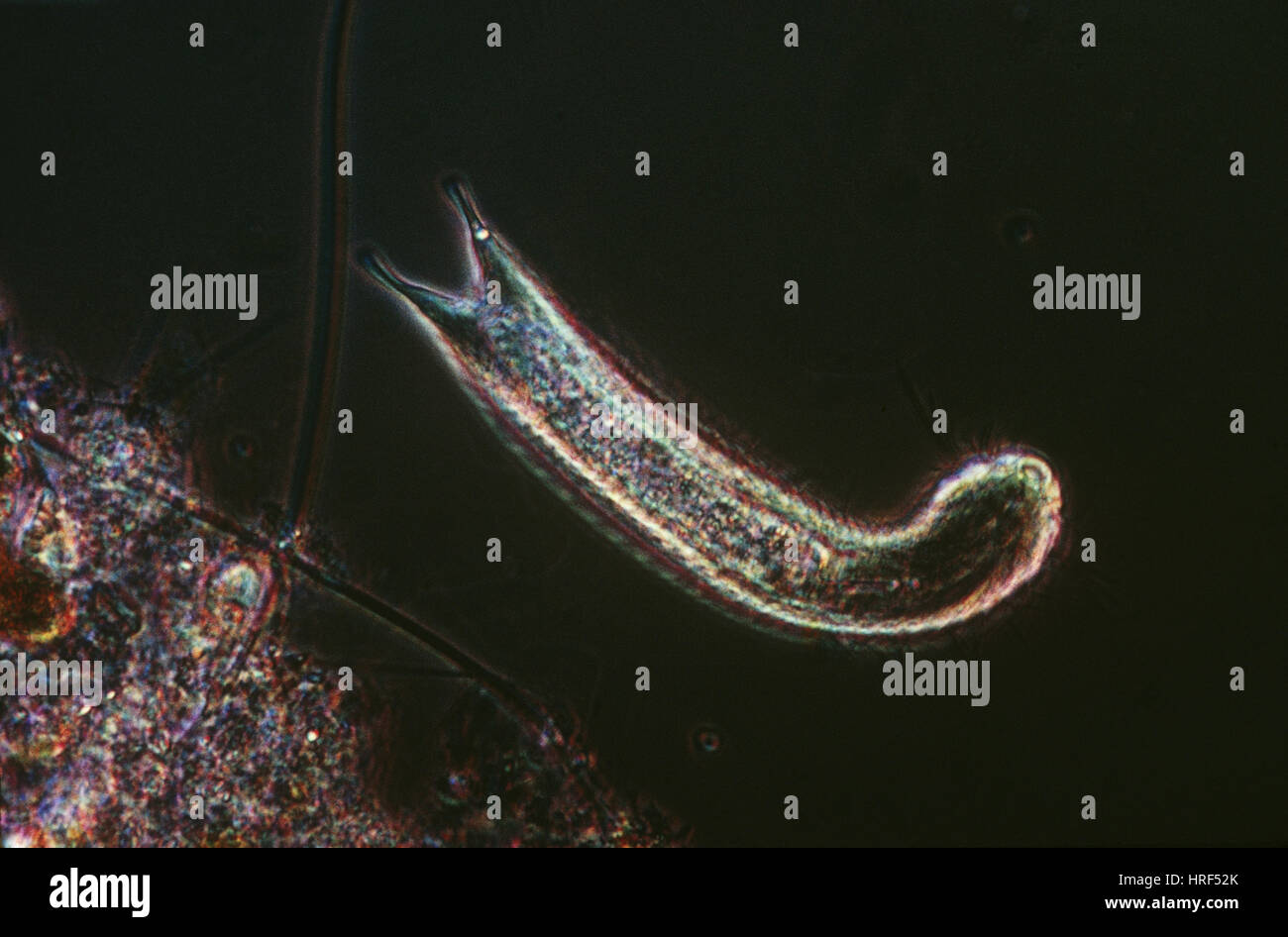 Lepidodermella sp hi-res stock photography and images - Alamy