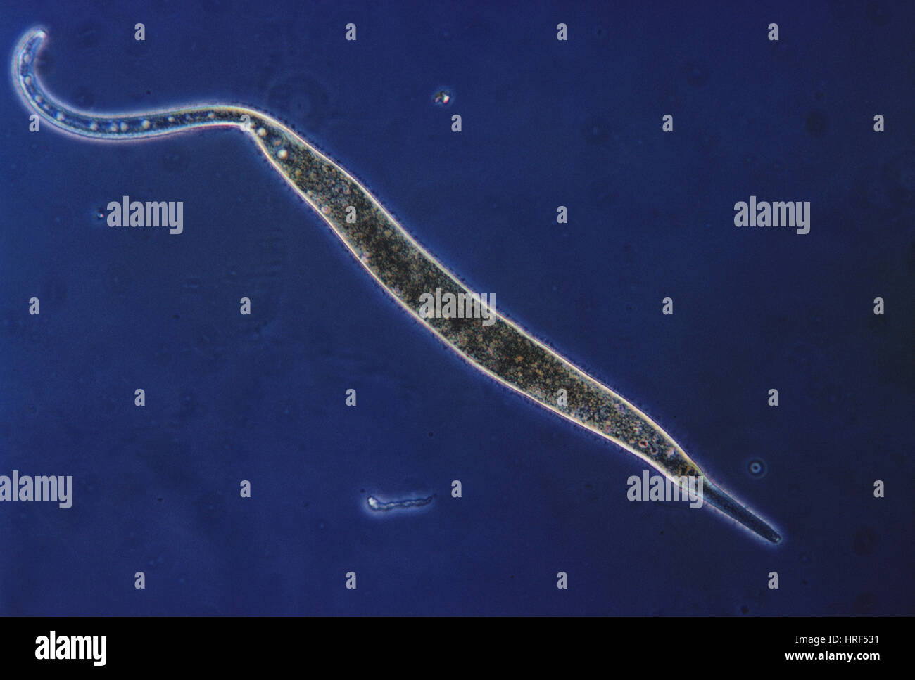 Dileptus hi-res stock photography and images - Alamy