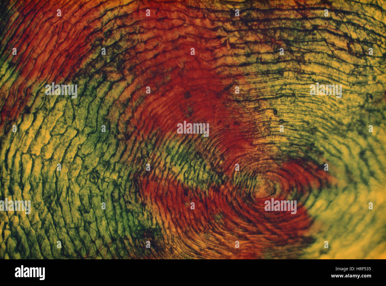 Fish scale anatomy hi-res stock photography and images - Alamy