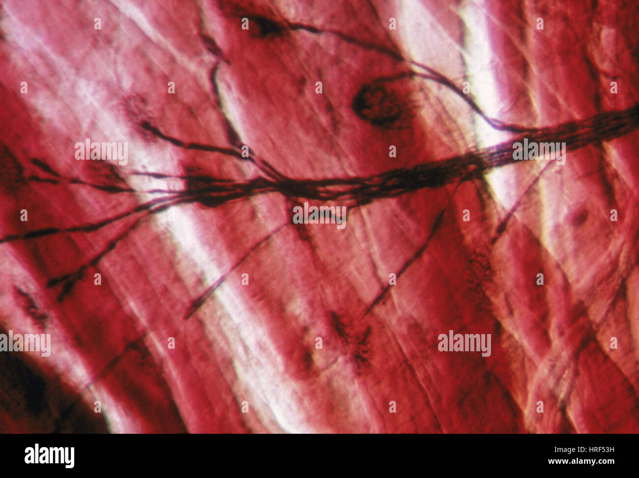 Motor End Plate Stock Photo - Alamy