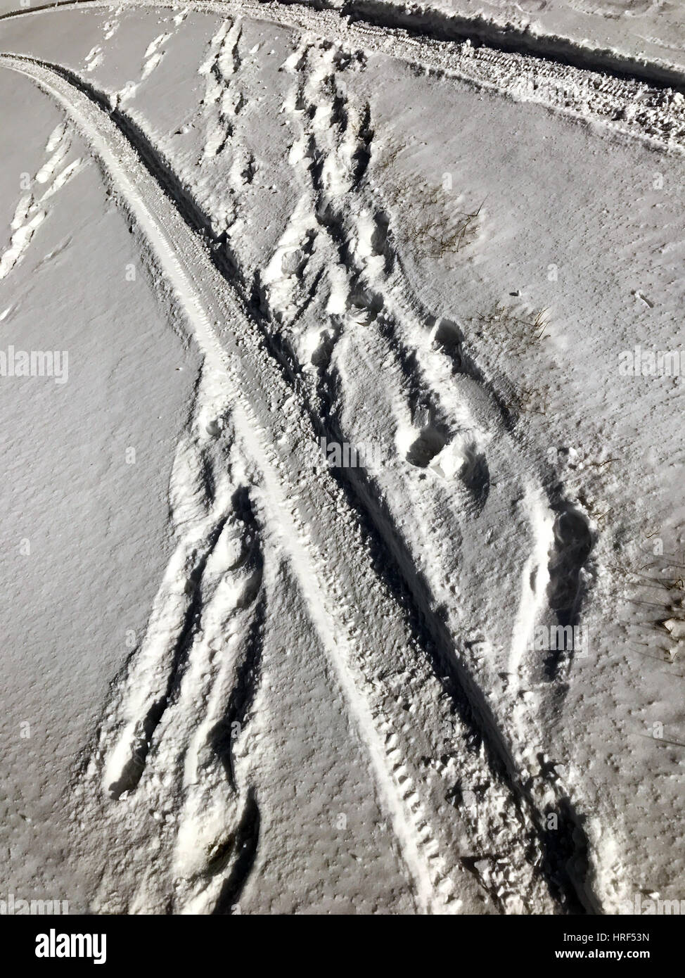 Tracks on snow Stock Photo - Alamy