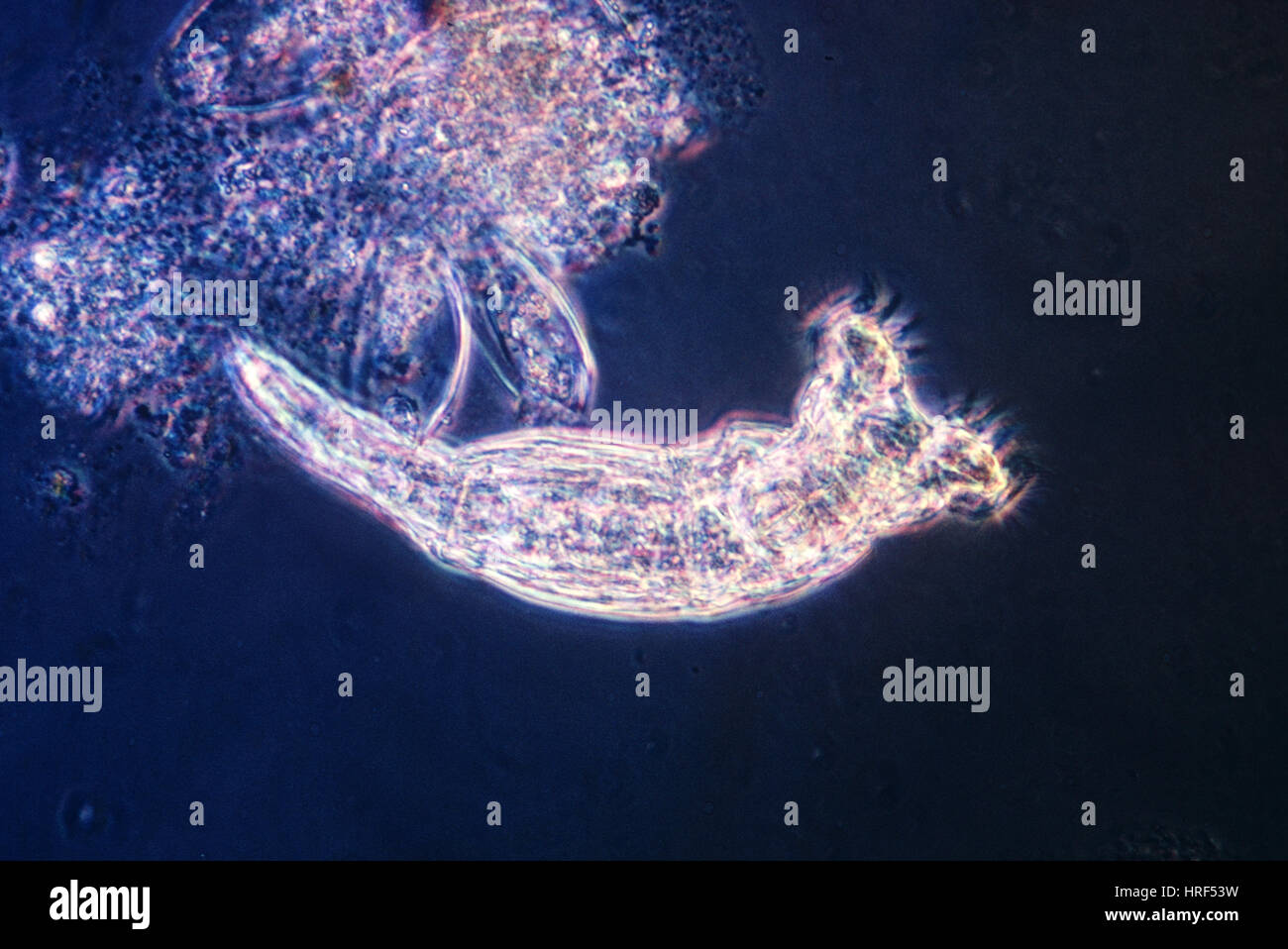 Rotifera High Resolution Stock Photography and Images - Alamy